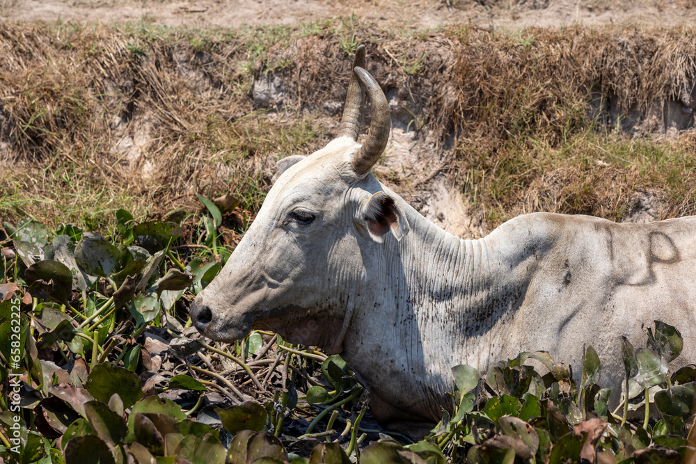 Cattle cooling down a bit in a puddle of mud in the lowlands of Bolivia ...