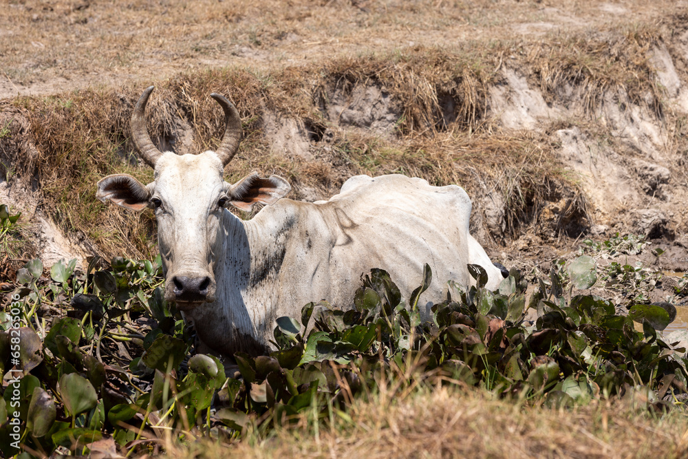 Cattle cooling down a bit in a puddle of mud in the lowlands of Bolivia ...
