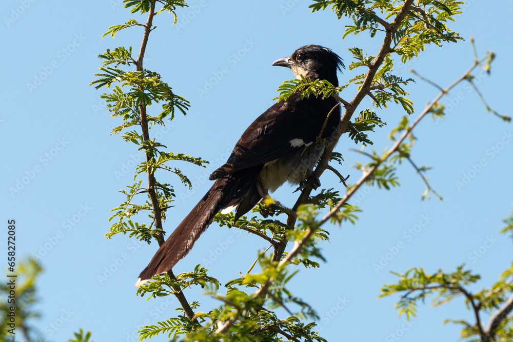 Coucou jacobin,.Clamator jacobinus, oxylophus jacobinus, Jacobin Cuckoo ...