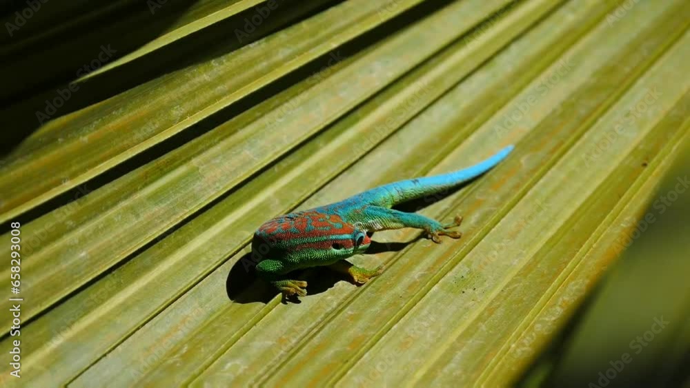 Blue-tailed ornate day Gecko, protected endemic species of Mauritius ...