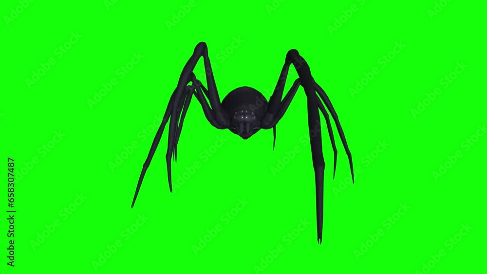 Black Widow Spider - Crawling Loop - Front View - Realistic 3D ...