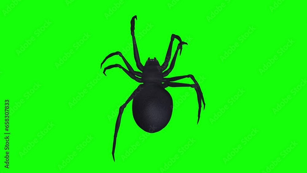Black Widow Spider - Crawling Loop - Top View - Realistic 3D animation ...