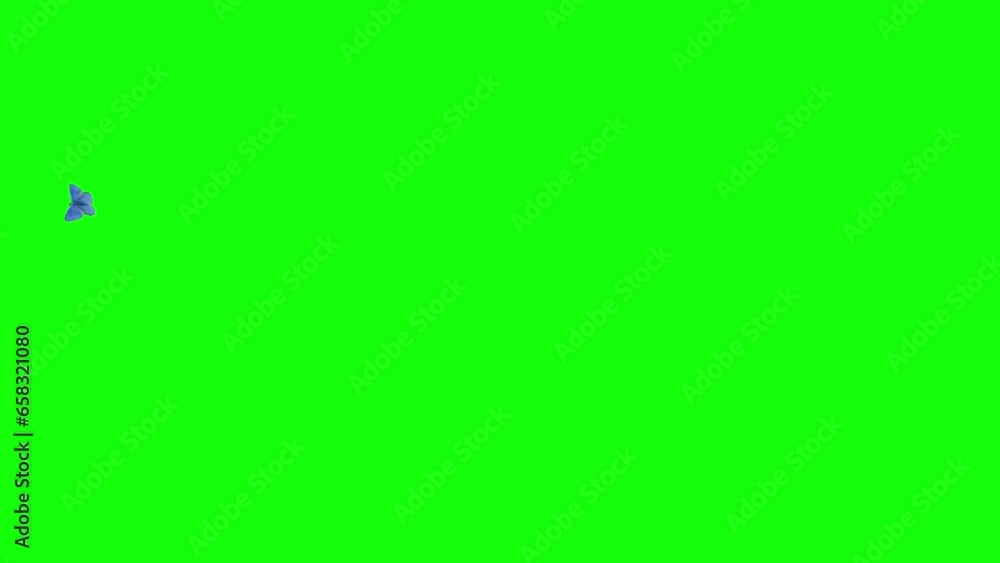 Swarm of 5 Blue Adonis Butterflies - Flying Transition - Green Screen ...