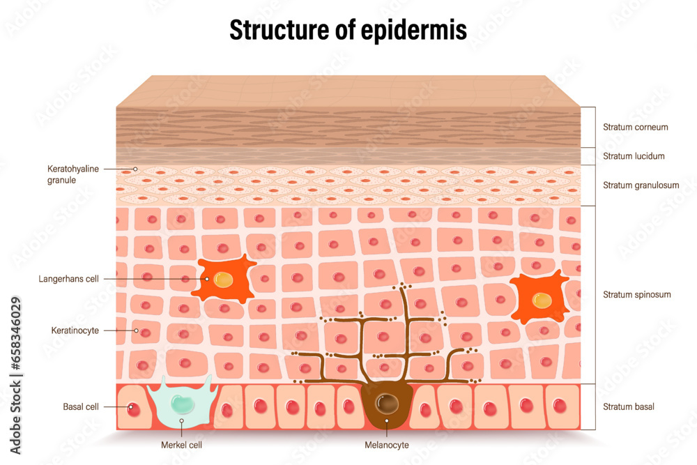 Structure of epidermis vector. Cross section of the epidermis. Human ...