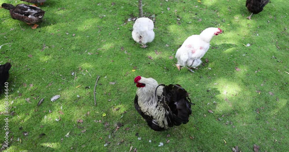 different types of birds living on the farm, an open zoo with different ...
