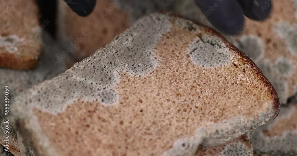take a dangerous pieces of bread covered with mold on the table, a loaf ...