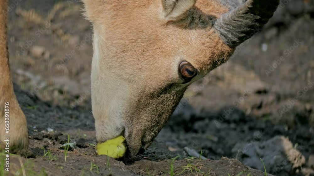 Deer head close-up. Сhewing animals. Deer eyes. Animal in a cage. Zoo ...