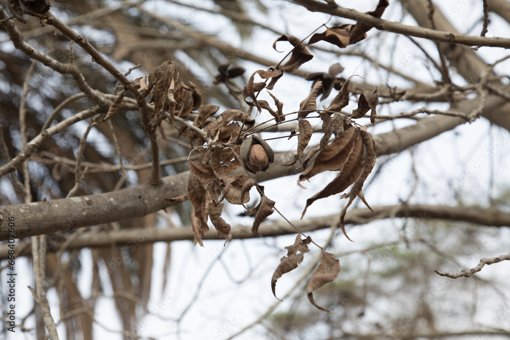 Árbol de pecana en Ica Peru con frutos secos en su vaina semilla comida ...