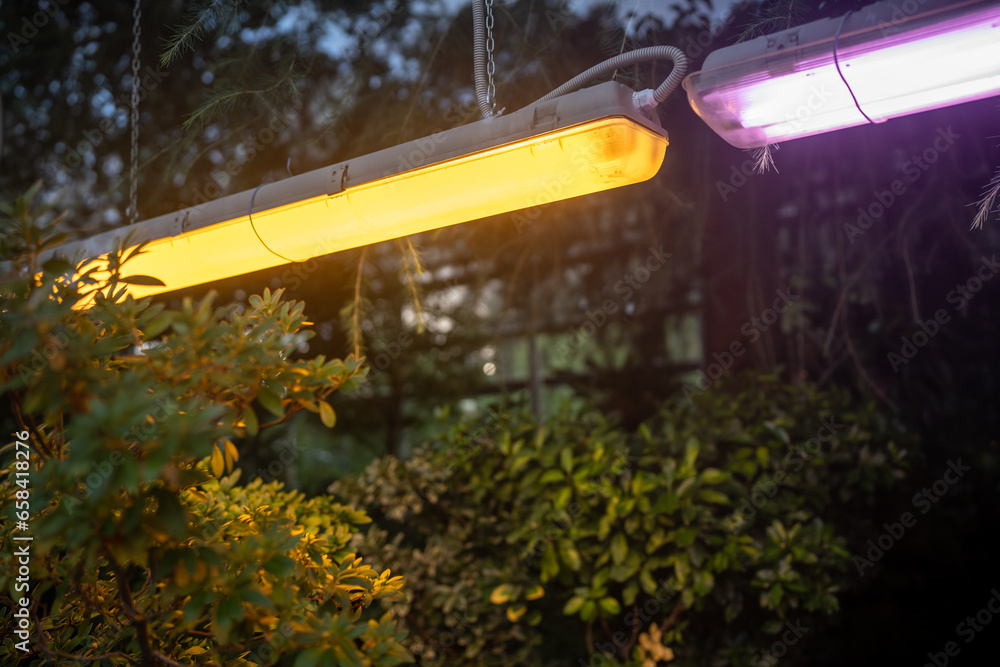 Phyto lamps for plant growth in cold season in greenhouse. Artificial ...