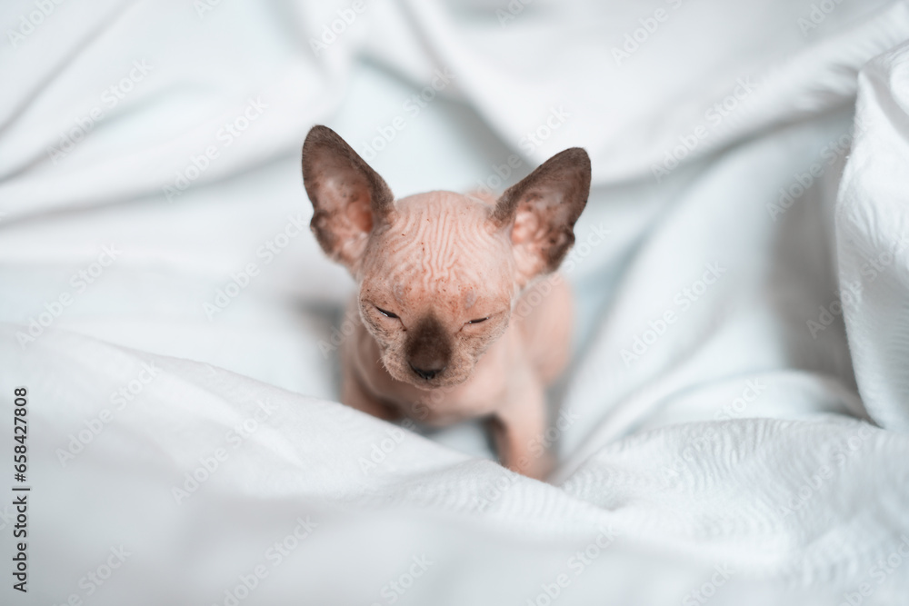 sphynx kitten blue mink with white color with deep eyes standing and ...