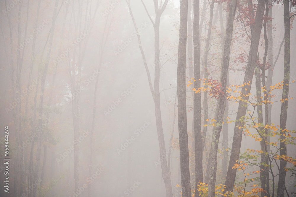 Minimalistic landscape of an autumn forest in thick fog. Artistic photo ...