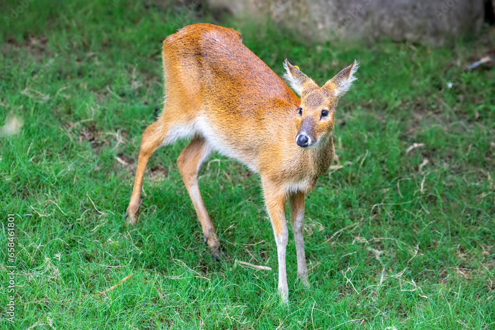 The water deer (Hydropotes inermis) is a small deer species native to ...