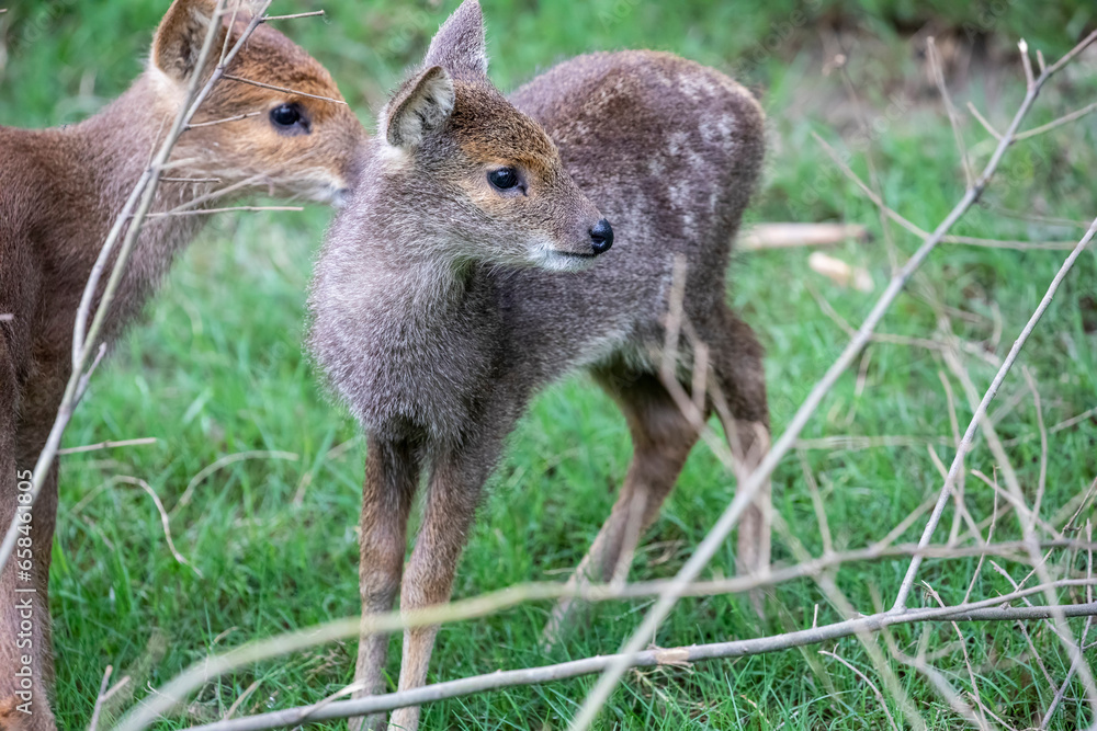 The calf of water deer (Hydropotes inermis). It is a small deer species ...
