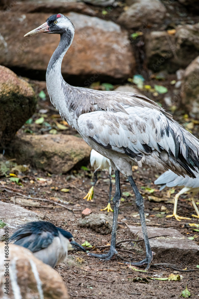 The common crane (Grus grus) is a bird of the family Gruidae. This ...