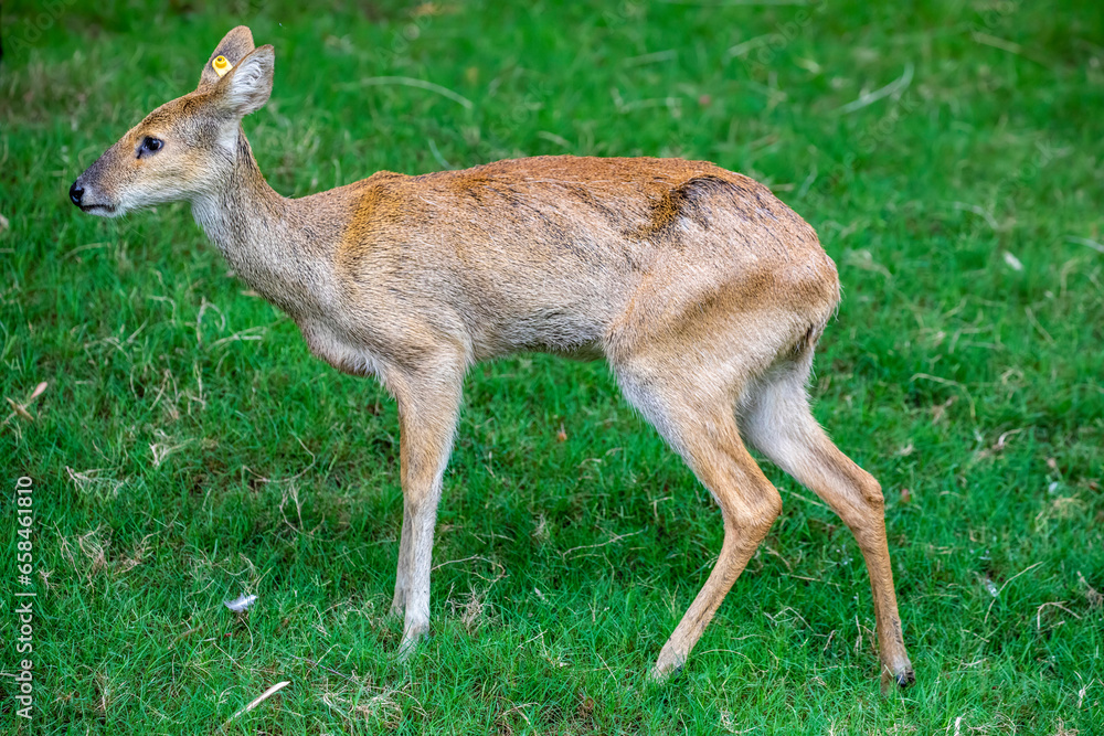 The water deer (Hydropotes inermis) is a small deer species native to ...