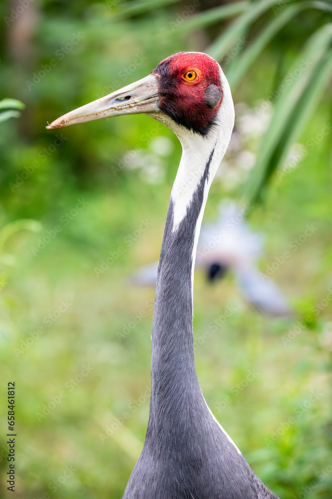 The white-naped crane (Antigone vipio) is a bird of the crane family ...