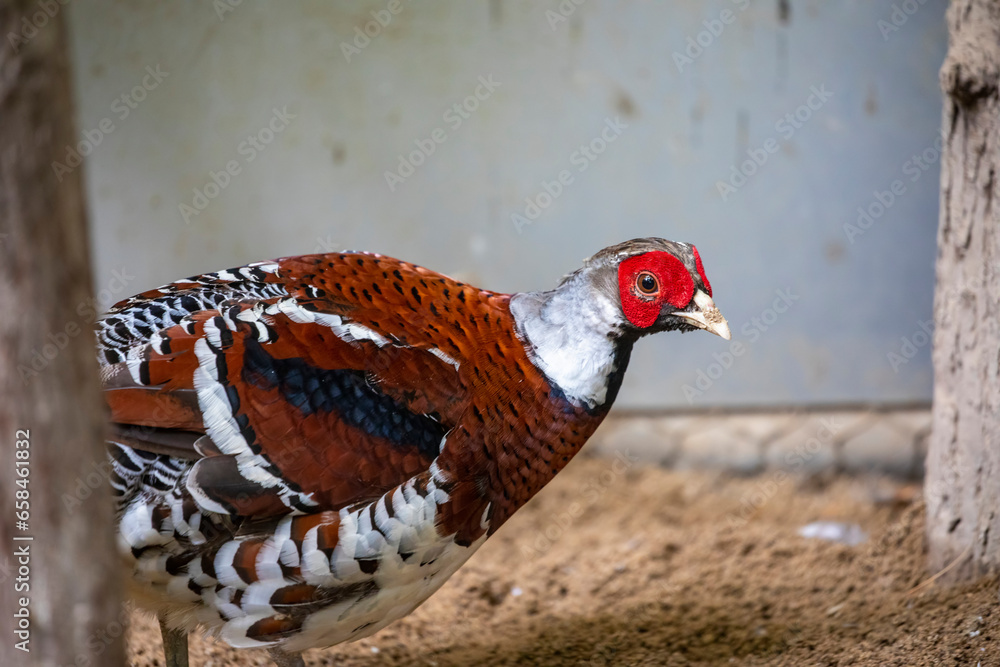 Elliot's pheasant (Syrmaticus ellioti), is a large pheasant native to ...