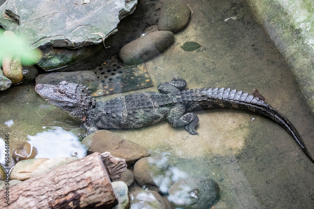 The closeup image of Chinese alligator (Alligator sinensis).A ...