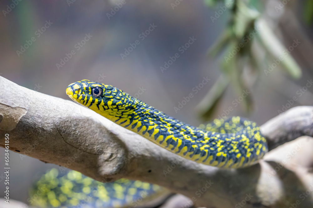 the king ratsnake (Elaphe carinata) is a species of Colubrid snake ...