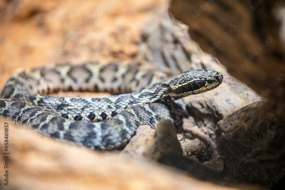 short-tailed pit viper (Gloydius brevicauda) is a venomous pitviper ...