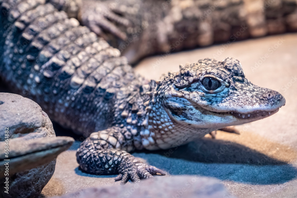 The closeup image of juvenile Chinese alligator (Alligator sinensis). A ...