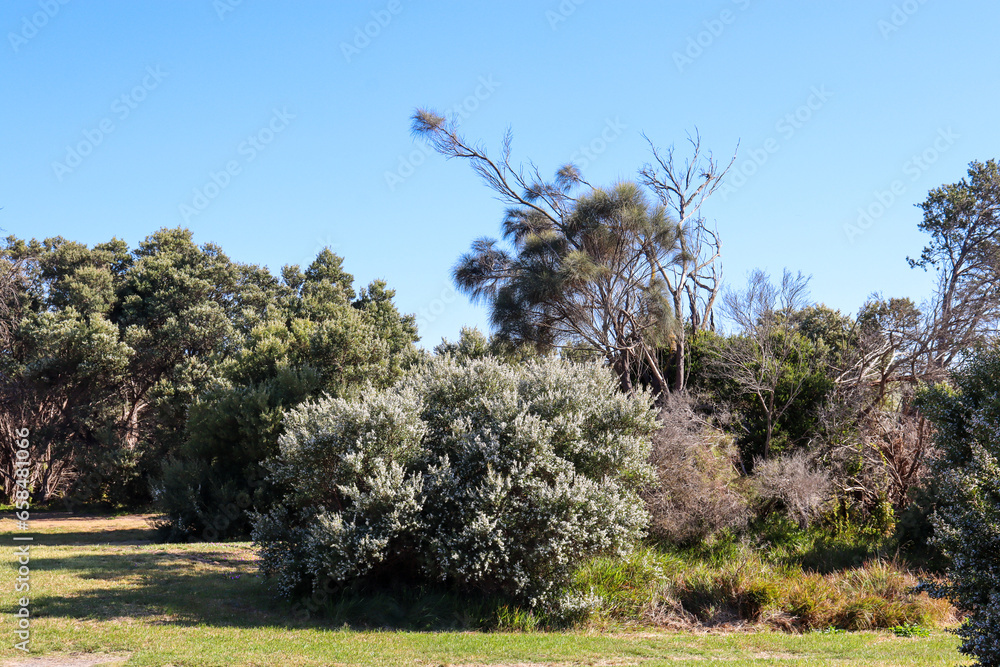 coastal landscape in australia with foreshore vegetation including tea ...