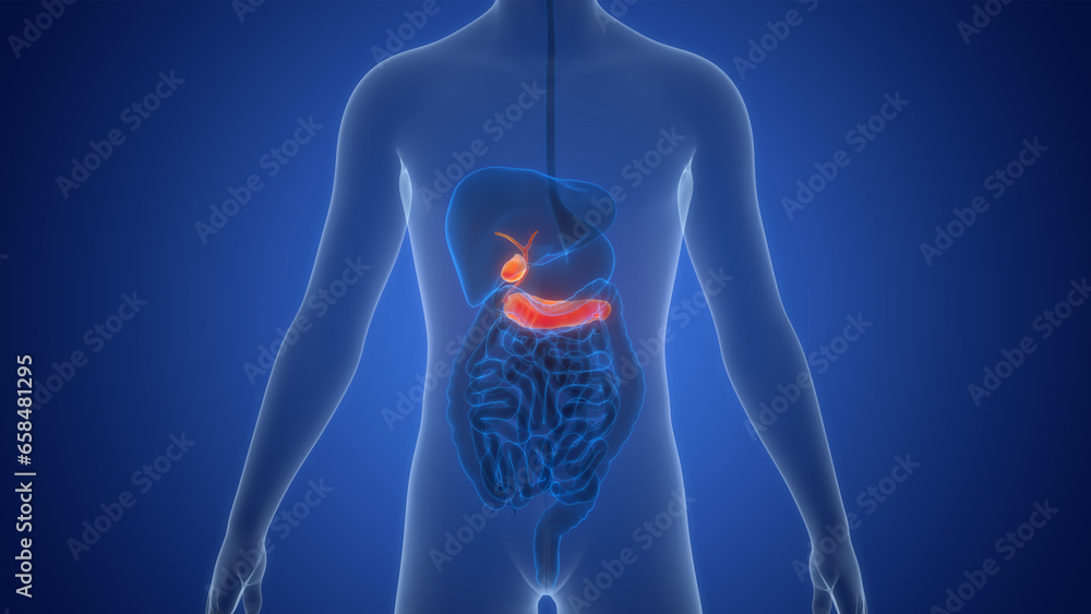 Human Internal Organs Pancreas with Gallbladder Anatomy Stock ...
