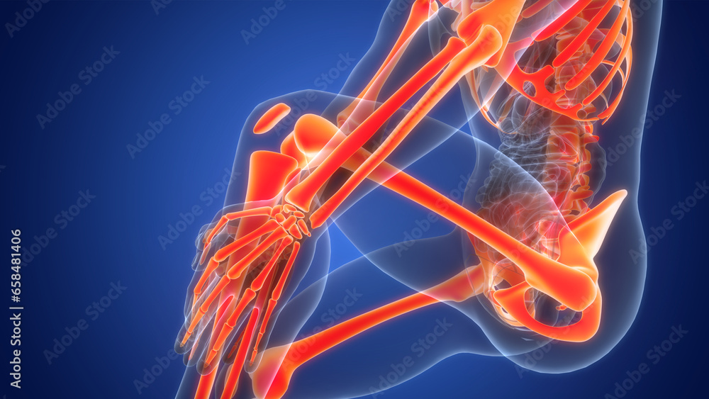 Human Skelton System Bone Joints Anatomy Stock Illustration | Adobe Stock