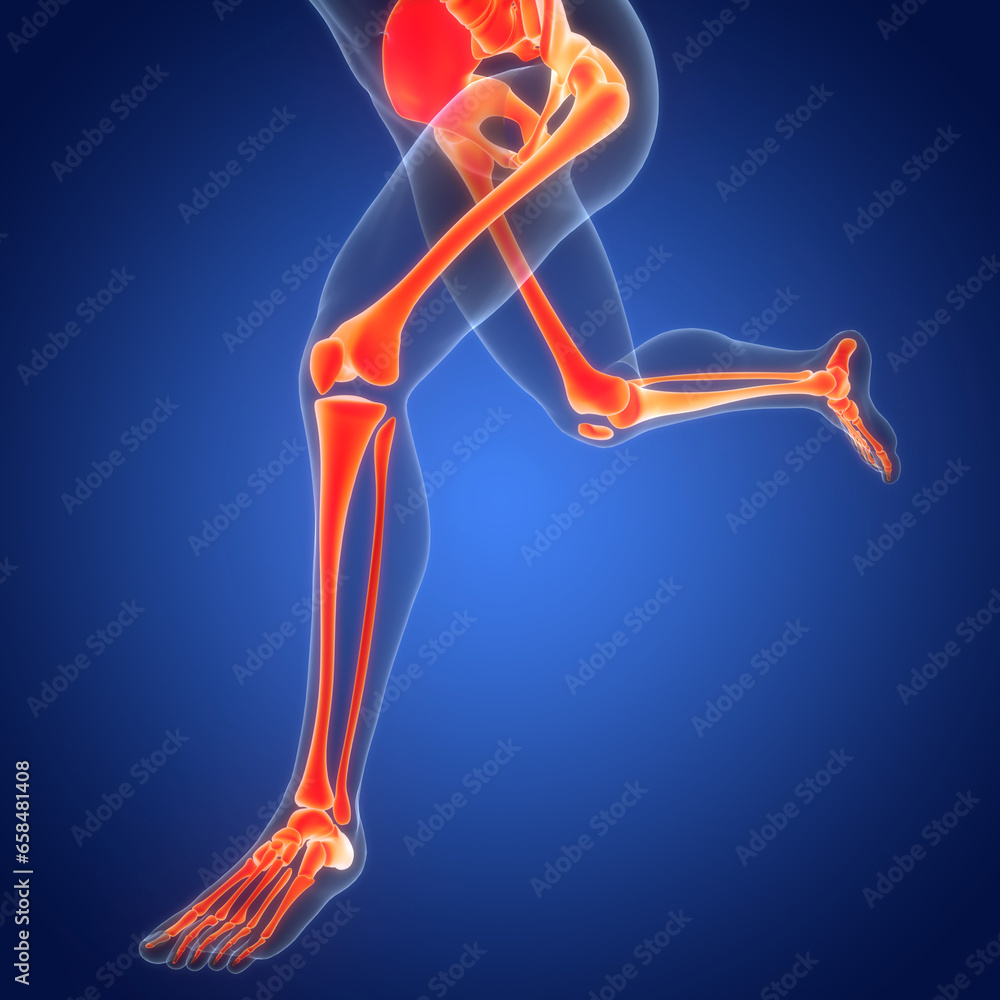 Human Skelton System Bone Joints Anatomy Stock Illustration | Adobe Stock