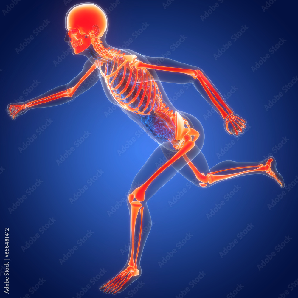 Human Skelton System Bone Joints Anatomy Stock Illustration | Adobe Stock