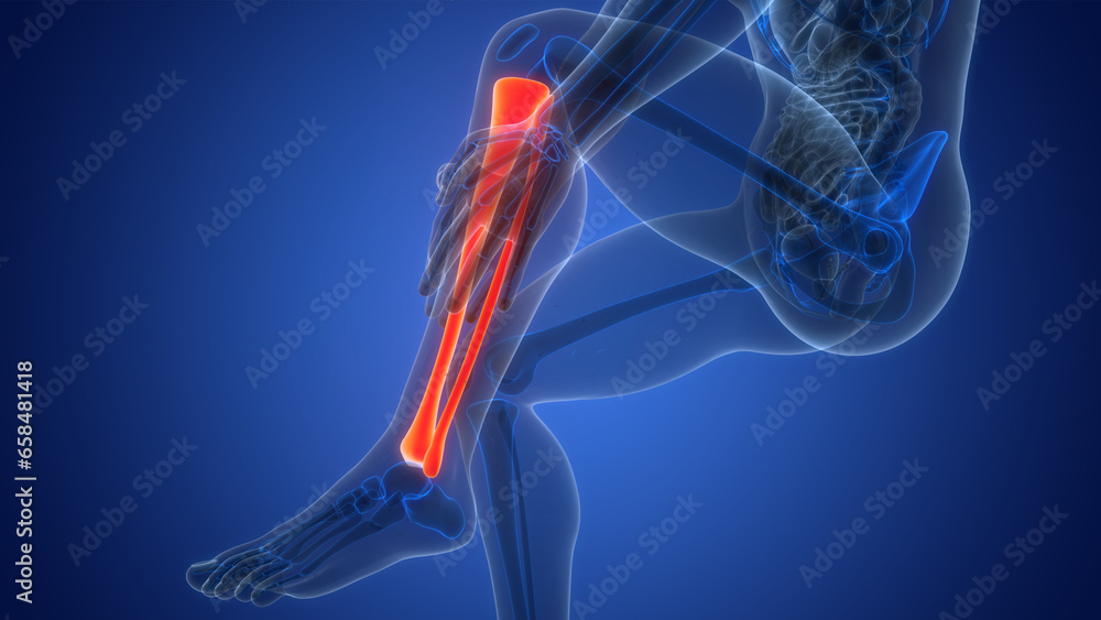 Human Skeleton System Tibia and Fibula Bone Joints Anatomy Stock ...