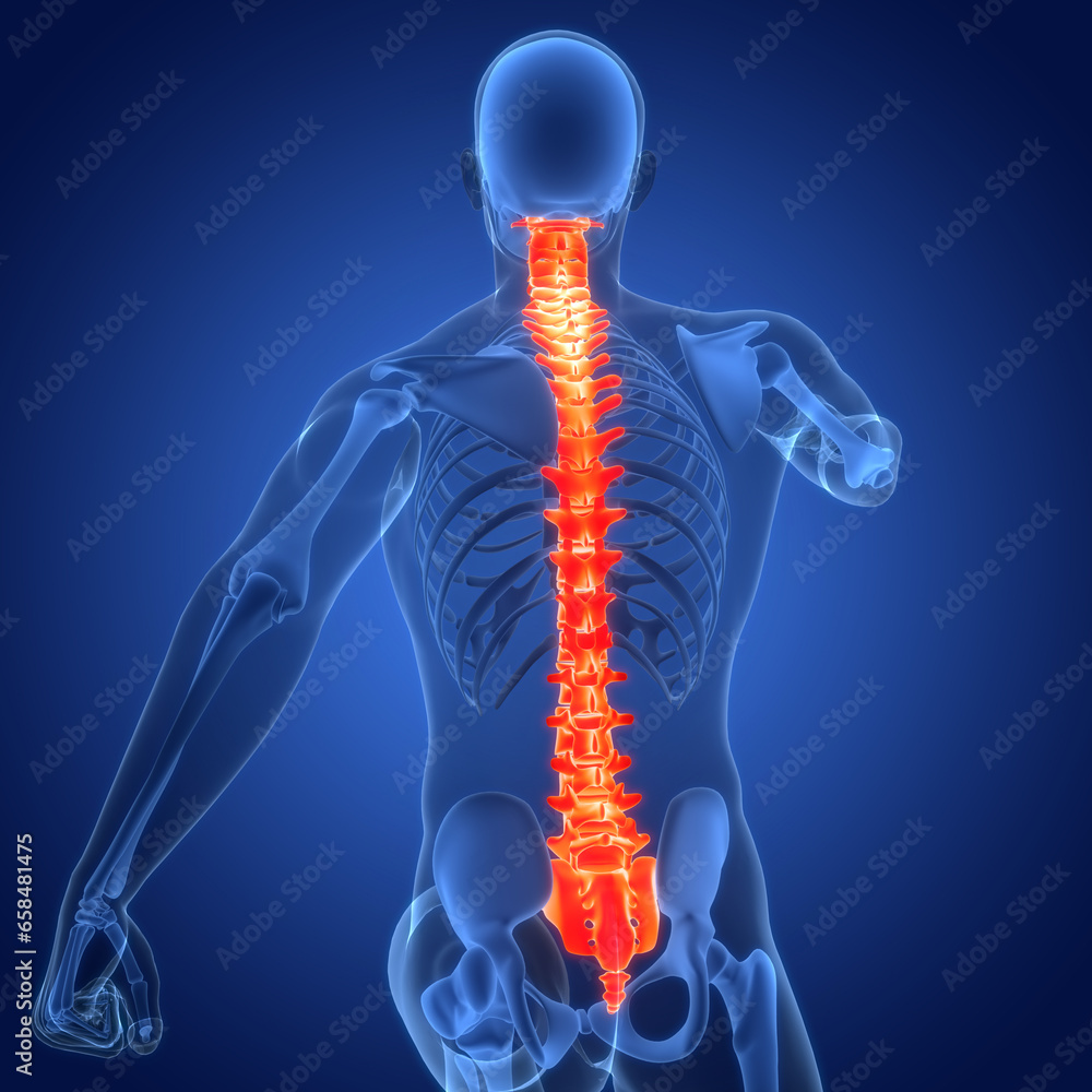Spinal Cord Vertebral Column of Human Skeleton System Anatomy Stock ...