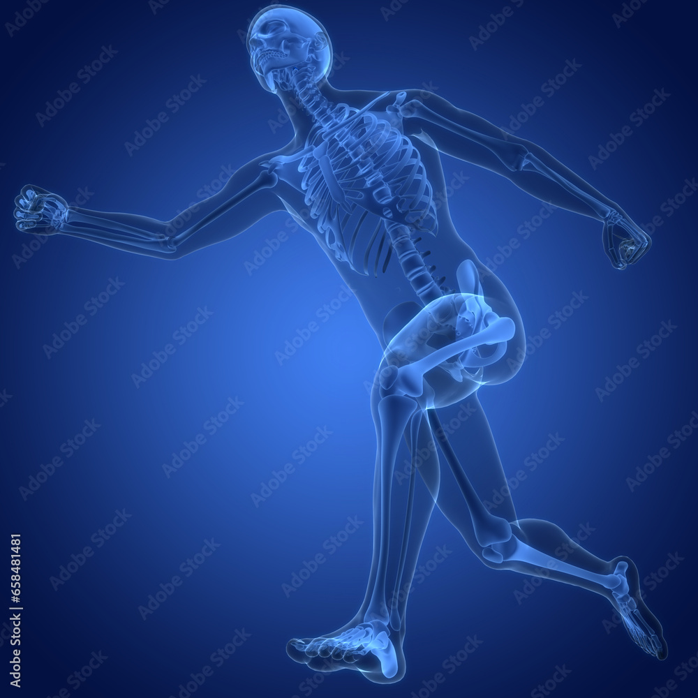 Human Skeleton System Bone Joints Anatomy Stock Illustration | Adobe Stock