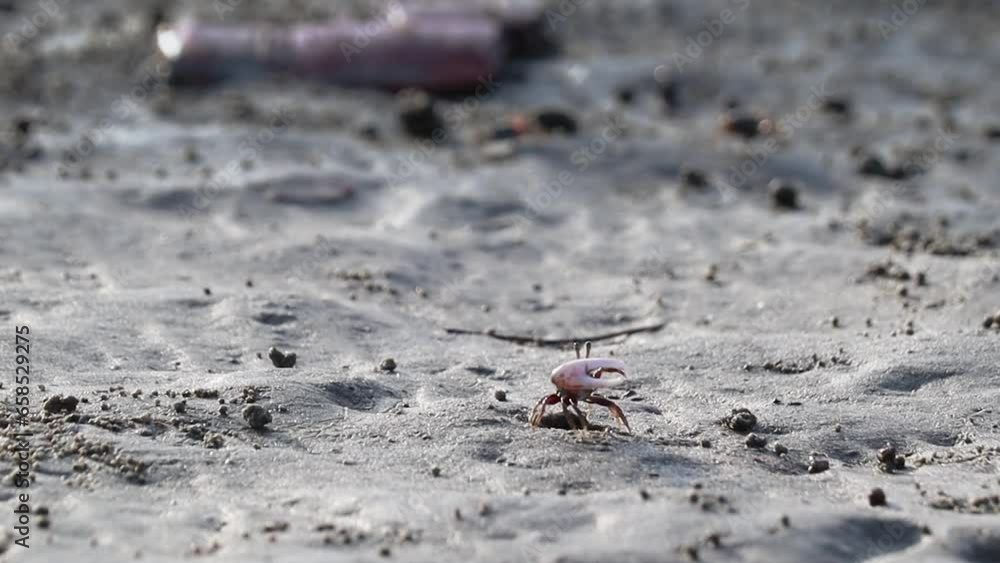 male fiddler crab waving its bigger claw to attract female for mating ...