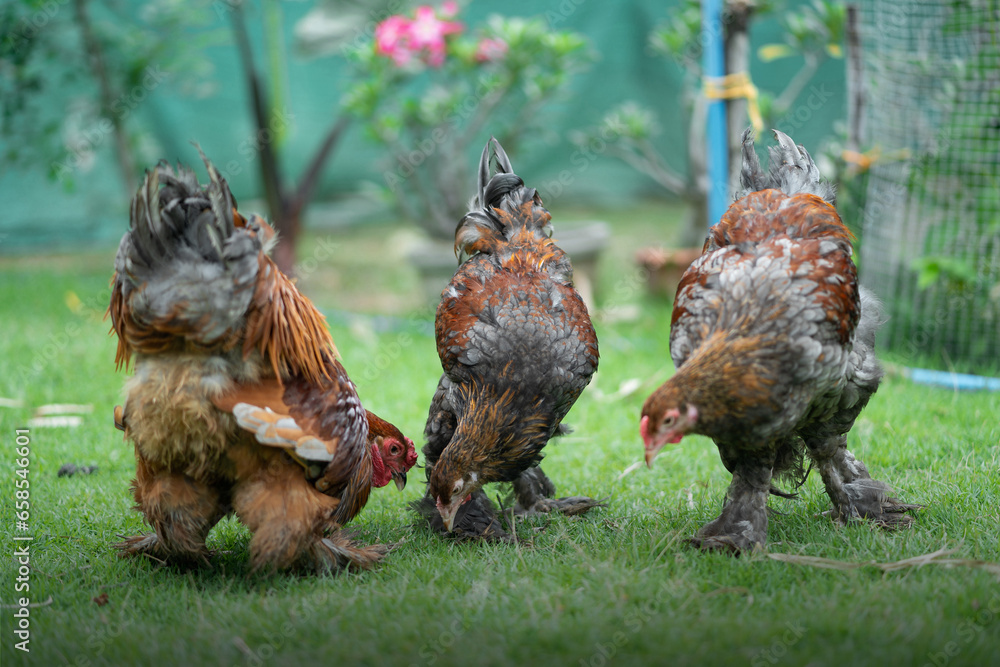 Brahma Chicken Brahma Light color Brahma Gold color BraHma Bluegold ...