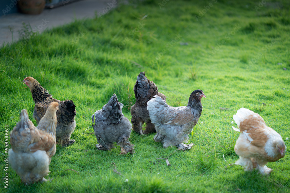 Brahma Chicken Brahma Light color Brahma Gold color BraHma Bluegold ...