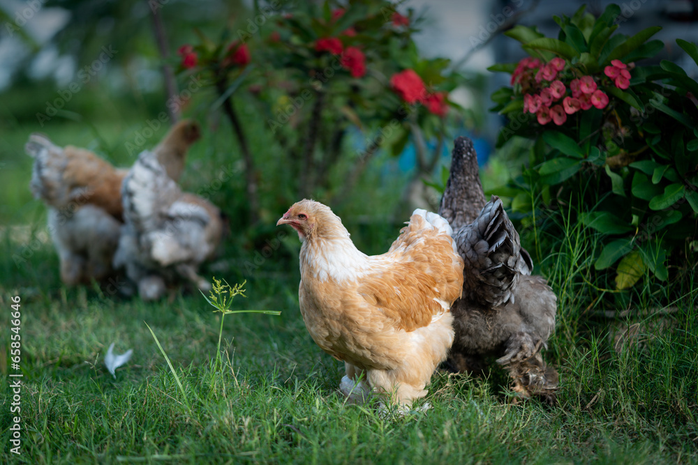 Foto de Brahma Chicken Brahma Light color Brahma Gold color BraHma ...