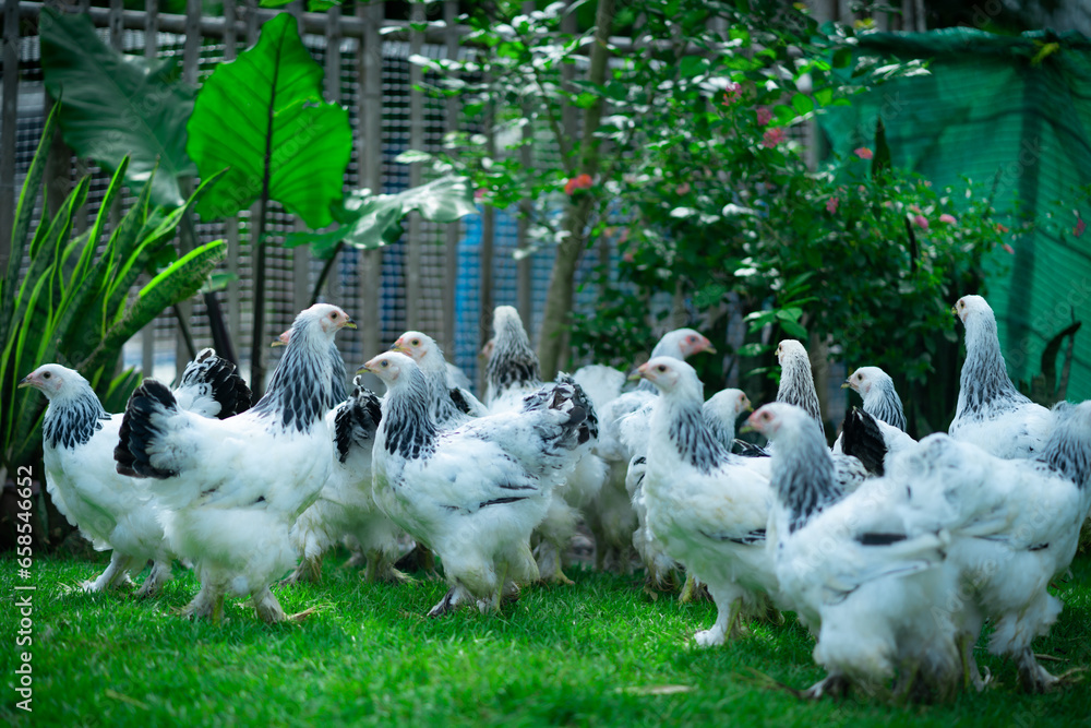 Brahma Chicken Brahma Light color Brahma Gold color BraHma Bluegold ...