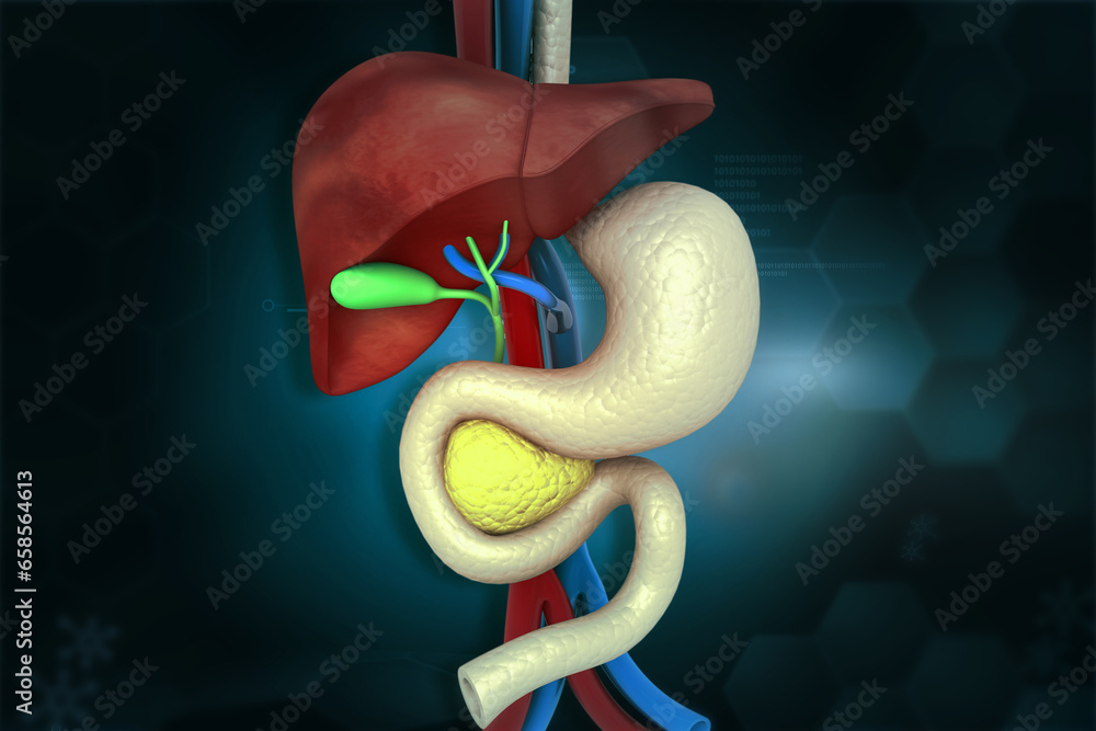 Human liver digestive system anatomy on blue color background. 3d ...