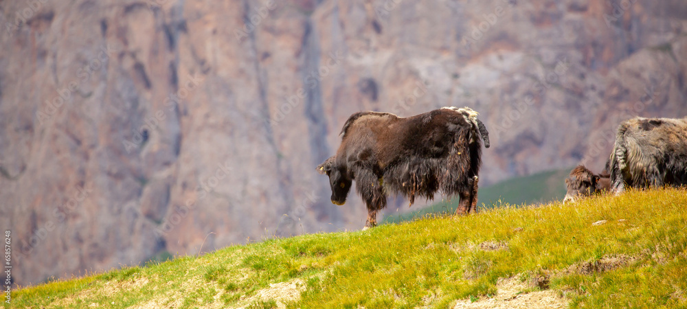 A herd of yaks graze in the mountains. Himalayan big yak in a beautiful ...