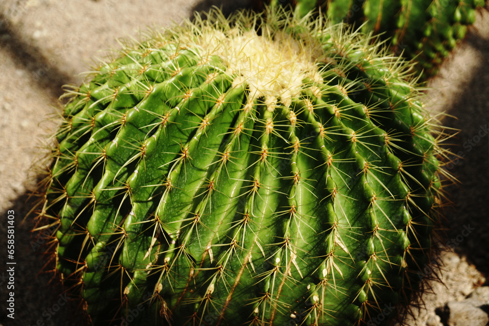 Macro Green Cactus Plant or Call Echinocactus grusonii with yellow ...