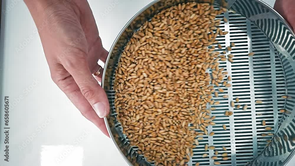 Filtration and cleaning of wheat grains. The slow movement of filtering ...
