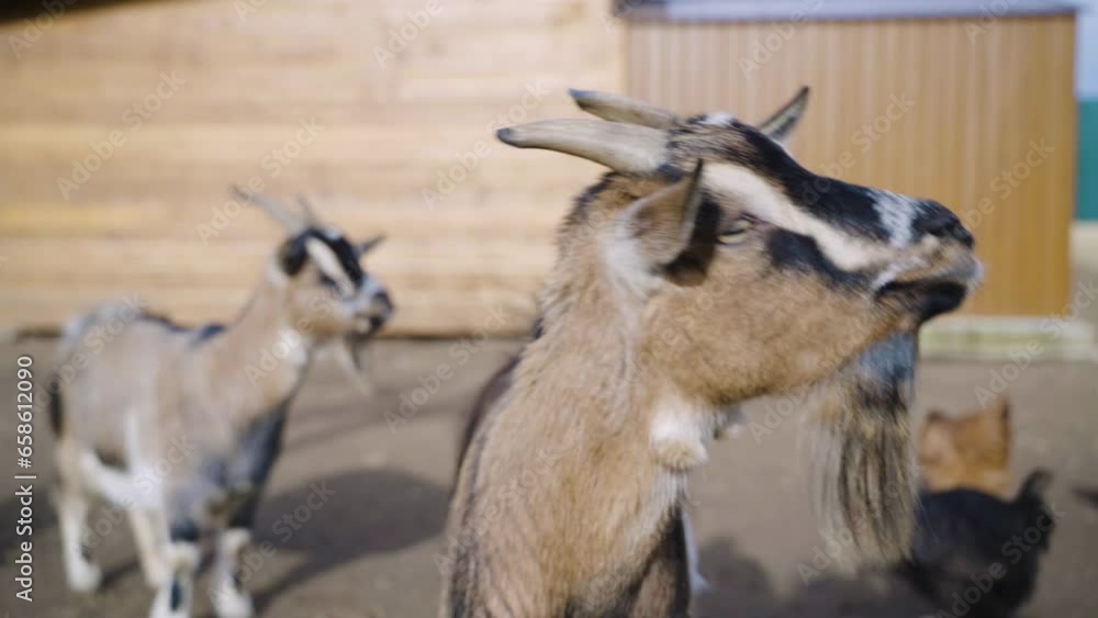 Close up shot of a goat's head looking up front. The goat is looking ...