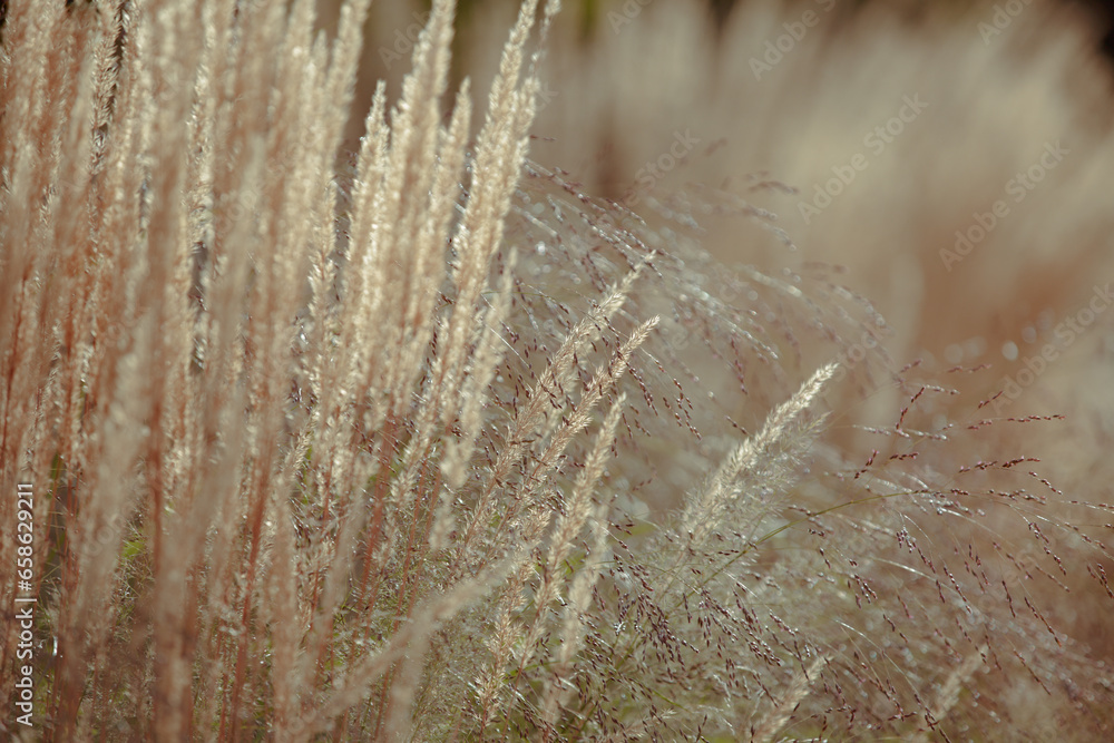 Dry autumn grasses with spikelets of beige color close-up. Autumn grass ...