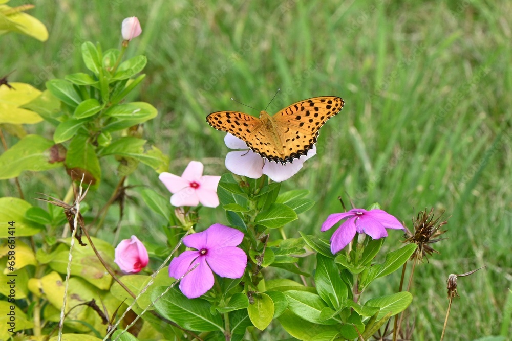 An Argyreus hyperbius. Lepidoptera Nymphalidae male butterfly. This ...