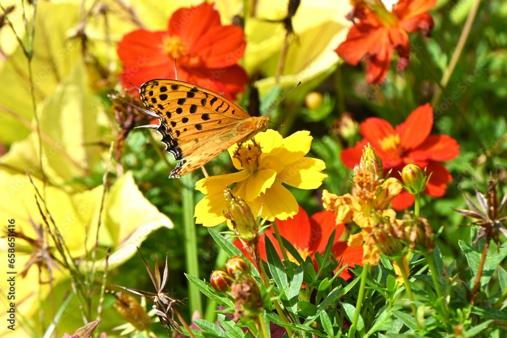 An Argyreus hyperbius. Lepidoptera Nymphalidae male butterfly. This ...