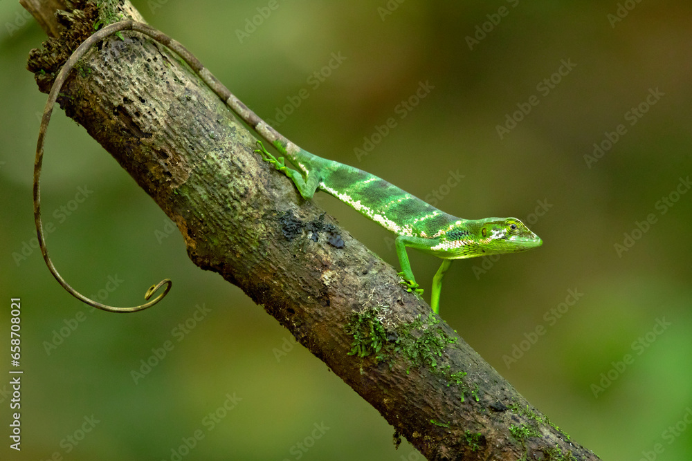 Polychrus gutturosus, also known as Berthold's bush anole or monkey ...
