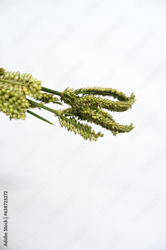 Eleusine coracana or finger millet. It is called Ragi and madua in ...