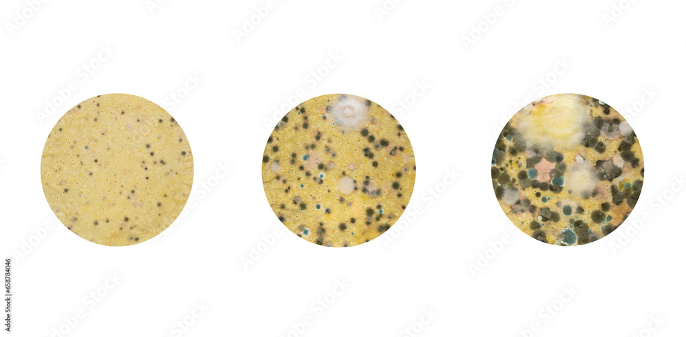 Images with stages of mold growth of different types on spoiled food ...