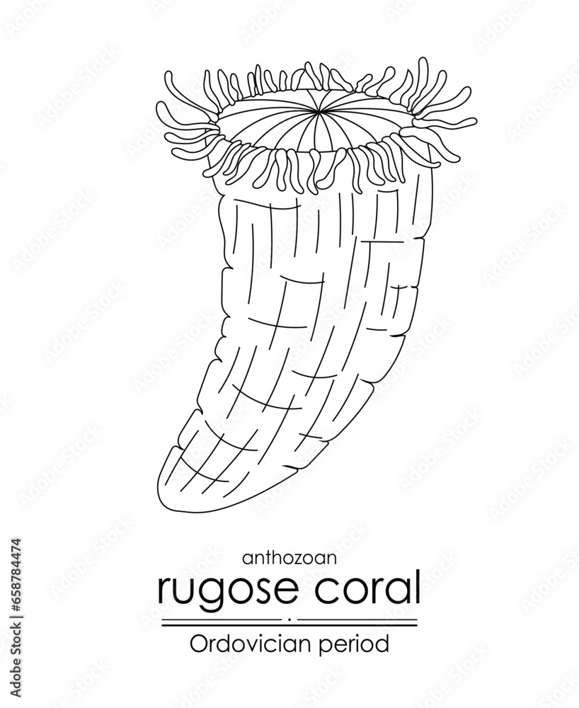 Rugose coral, an Ordovician period creature, is well-suited for both ...